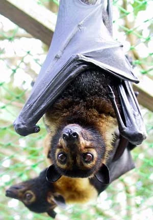 Tolga Bat Hospital | Animal Internships Wiki | Fandom