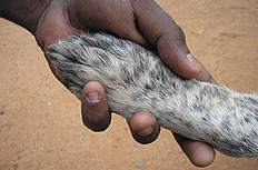 Animal Management in Rural and Remote Indigenous Communities (AMRRIC ...