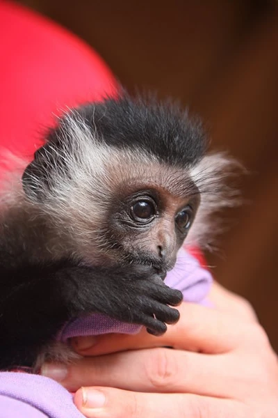 The Colobus Conservation | Animal Internships Wiki | Fandom