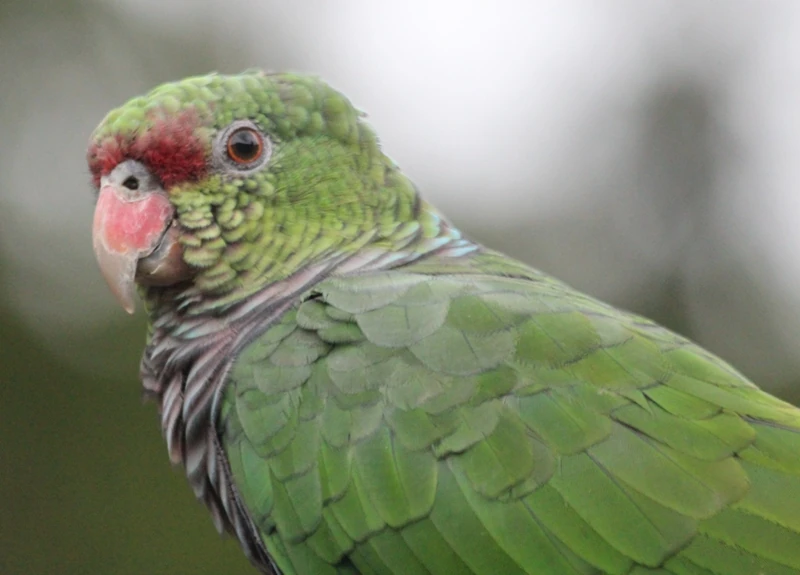 Rehabilitation and release of Vinaceous Amazon Parrots | Animal ...