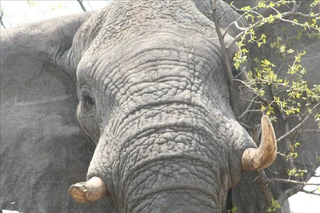 Indlovu West Conservation Research | Animal Internships Wiki | Fandom