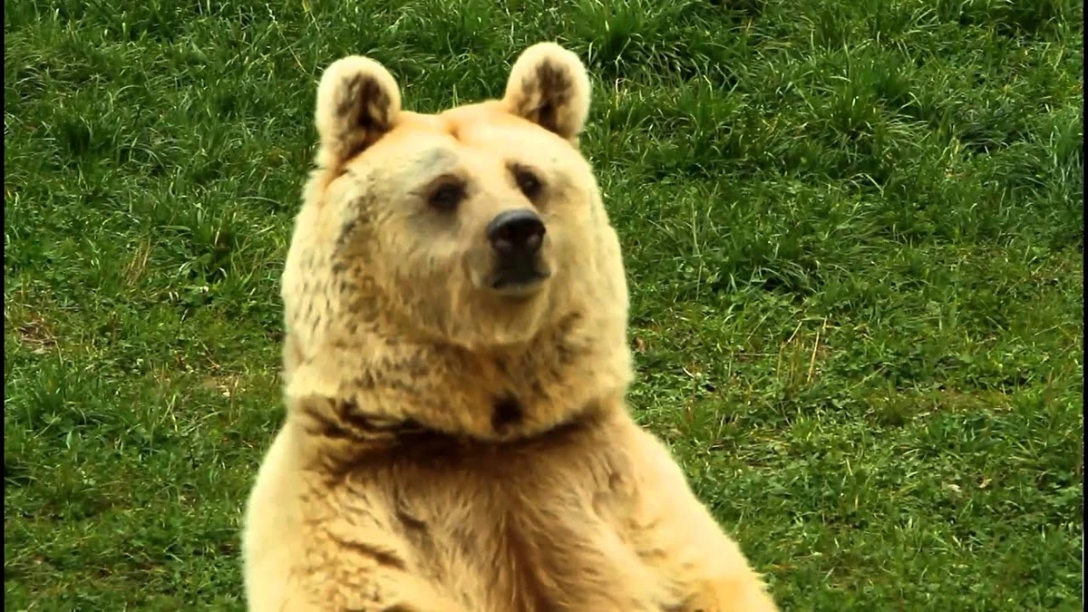 Piss bear | Animalis Ultima Wiki | Fandom