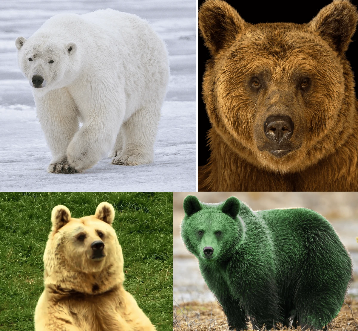 Super bears | Animalis Ultima Wiki | Fandom