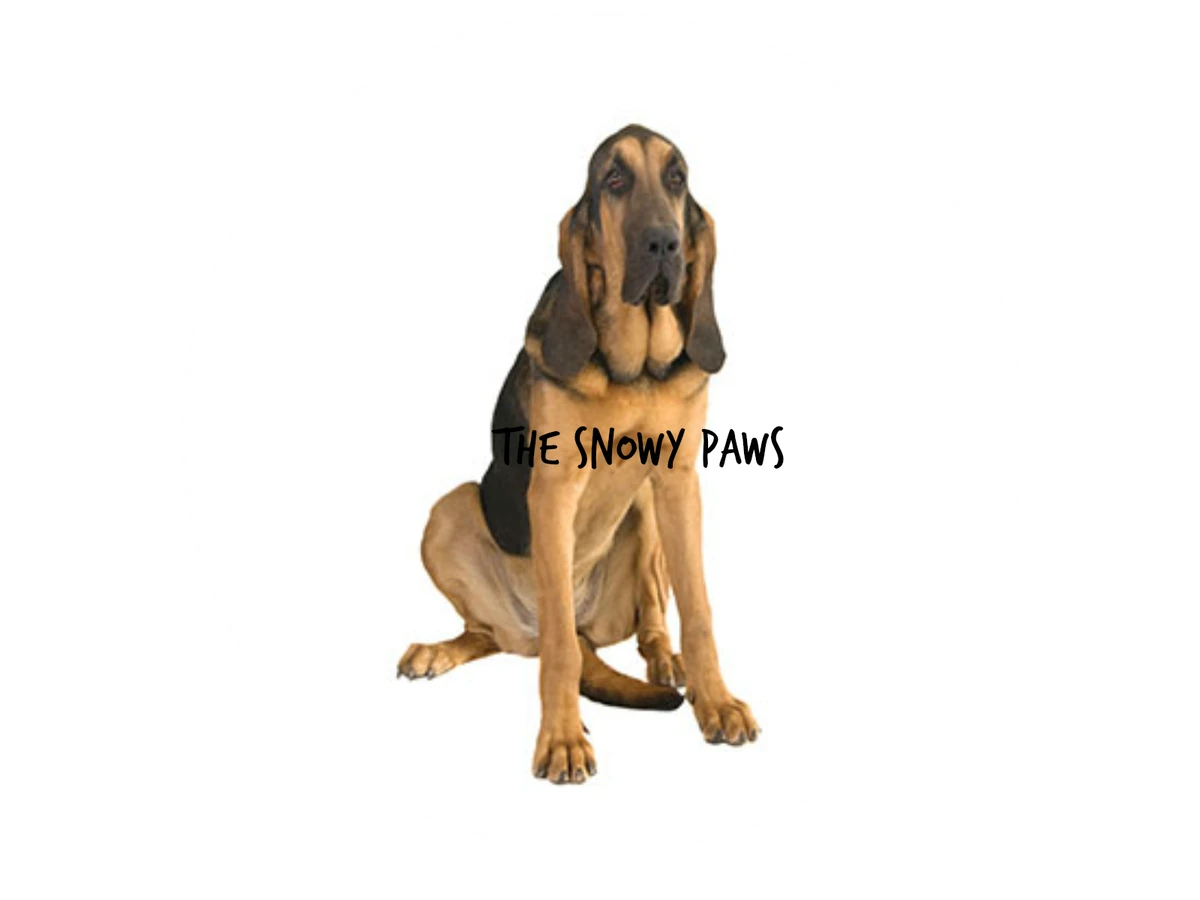 The Snowy Paws (TSP) | Animaljam Dog Packs Wikia | Fandom