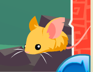 Pet Mouse | Animal Jam Classic Wiki | Fandom