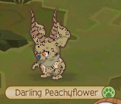 Names | Animal Jam Classic Wiki | Fandom