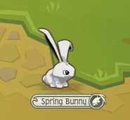 Spring Bunny | Animal Jam Classic Wiki | Fandom
