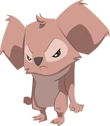 Koala | Animal Jam Classic Wiki | Fandom