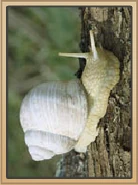 Journey Book (Sarepia Forest) | Animal Jam Classic Wiki | Fandom