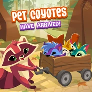 Pet Coyote | Animal Jam Classic Wiki | Fandom