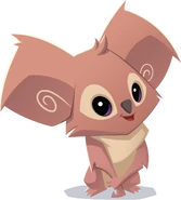 Koala | Animal Jam Classic Wiki | Fandom