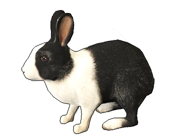 Dutch Rabbit | Animallica Wiki | Fandom
