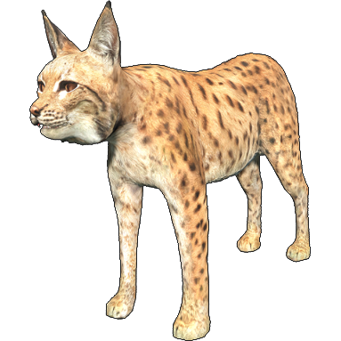 Eurasian Lynx | Animallica Wiki | Fandom