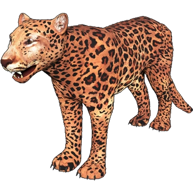 African Leopard | Animallica Wiki | Fandom