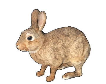 European Rabbit Bbc Animals Wiki Fandom