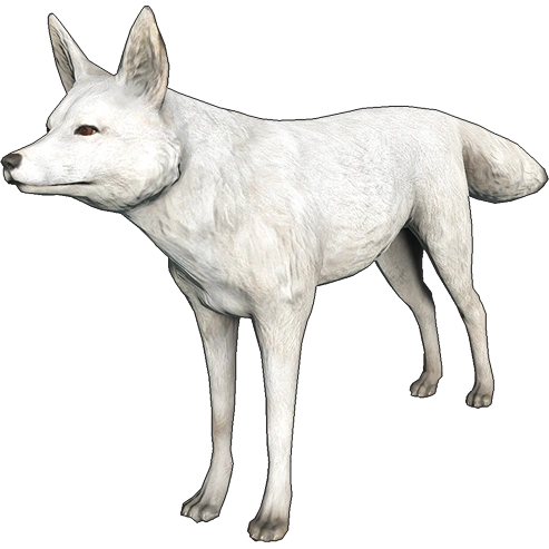 Arctic Fox | Animallica Wiki | Fandom