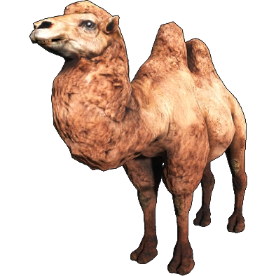 Bactrian Camel | Animallica Wiki | Fandom