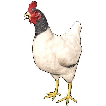 Category:Birds | Animallica Wiki | Fandom