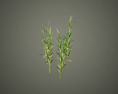 Switch Cane | Animallica Wiki | Fandom