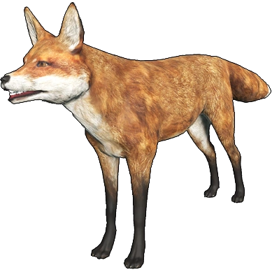 European Red Fox | Animallica Wiki | Fandom
