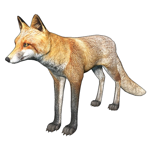 Japanese Red Fox | Animallica Wiki | Fandom
