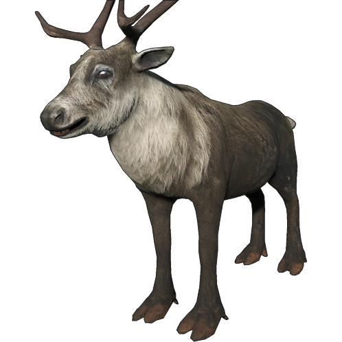 Reindeer | Animallica Wiki | Fandom