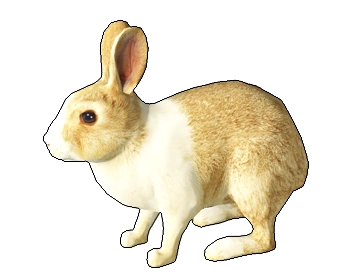 Dutch Rabbit | Animallica Wiki | Fandom