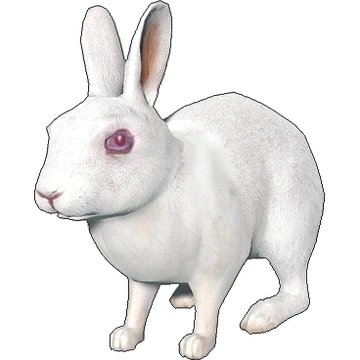 European Rabbit Bbc Animals Wiki Fandom