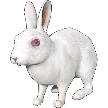 European Rabbit Bbc Animals Wiki Fandom