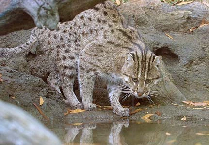 Fishing Cat | Animal of the world Wiki | Fandom