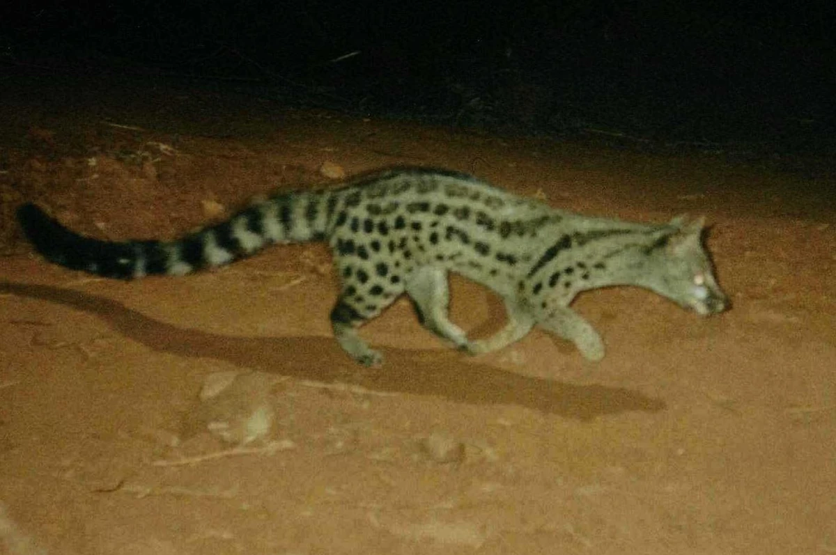 Abyssinian Genet | Animal of the world Wiki | Fandom