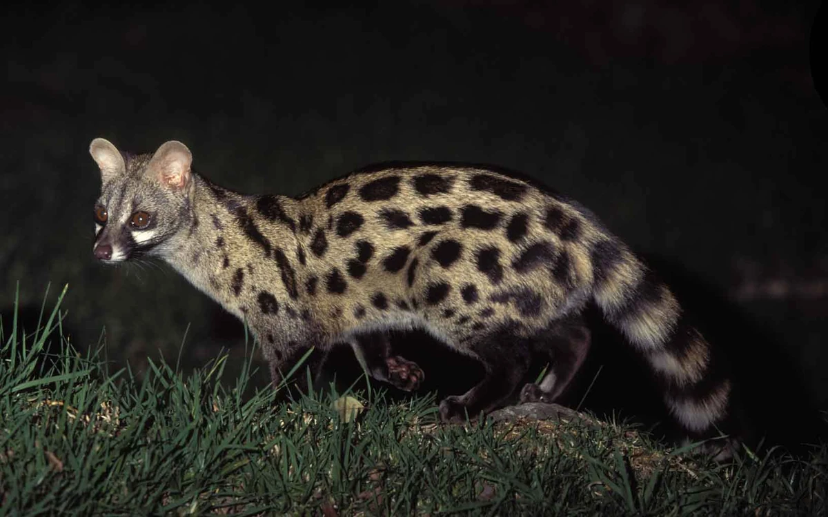 Common Genet | Animal of the world Wiki | Fandom