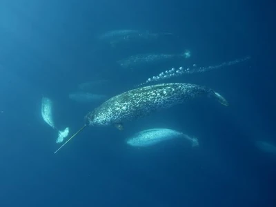 Narwhal | Animal of the world Wiki | Fandom