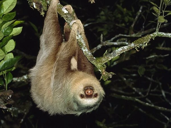 Two-Toed Sloth | Animal of the world Wiki | Fandom