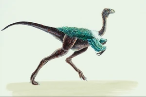 Avimimus | Animal of the world Wiki | Fandom