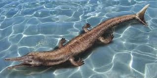 Metriorhynchus | Animal of the world Wiki | Fandom