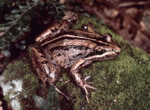Brown Striped Frog | Animal of the world Wiki | Fandom