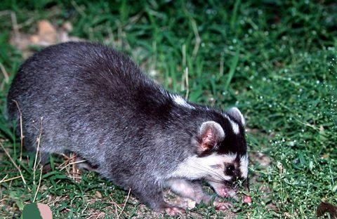 Burmese Ferret-Badger | Animal of the world Wiki | Fandom