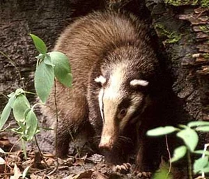 Hog Badger | Animal of the world Wiki | Fandom