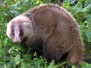 Japanese Badger | Animal of the world Wiki | Fandom