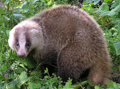 Japanese Badger | Animal of the world Wiki | Fandom