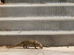 Brown-Tailed Mongoose | Animal of the world Wiki | Fandom
