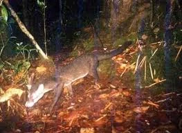 Hose's Palm Civet | Animal of the world Wiki | Fandom