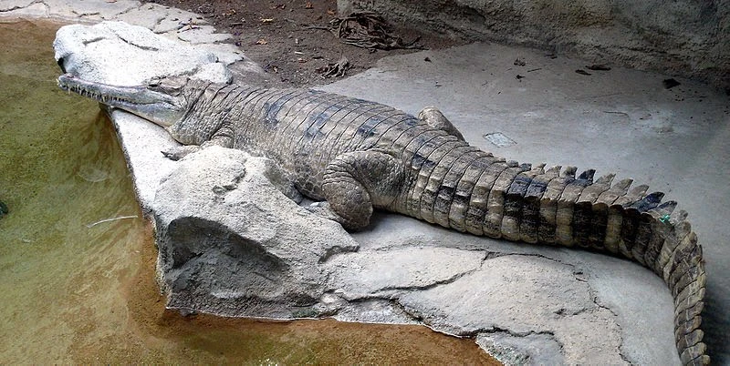 False Gharial | Animal of the world Wiki | Fandom