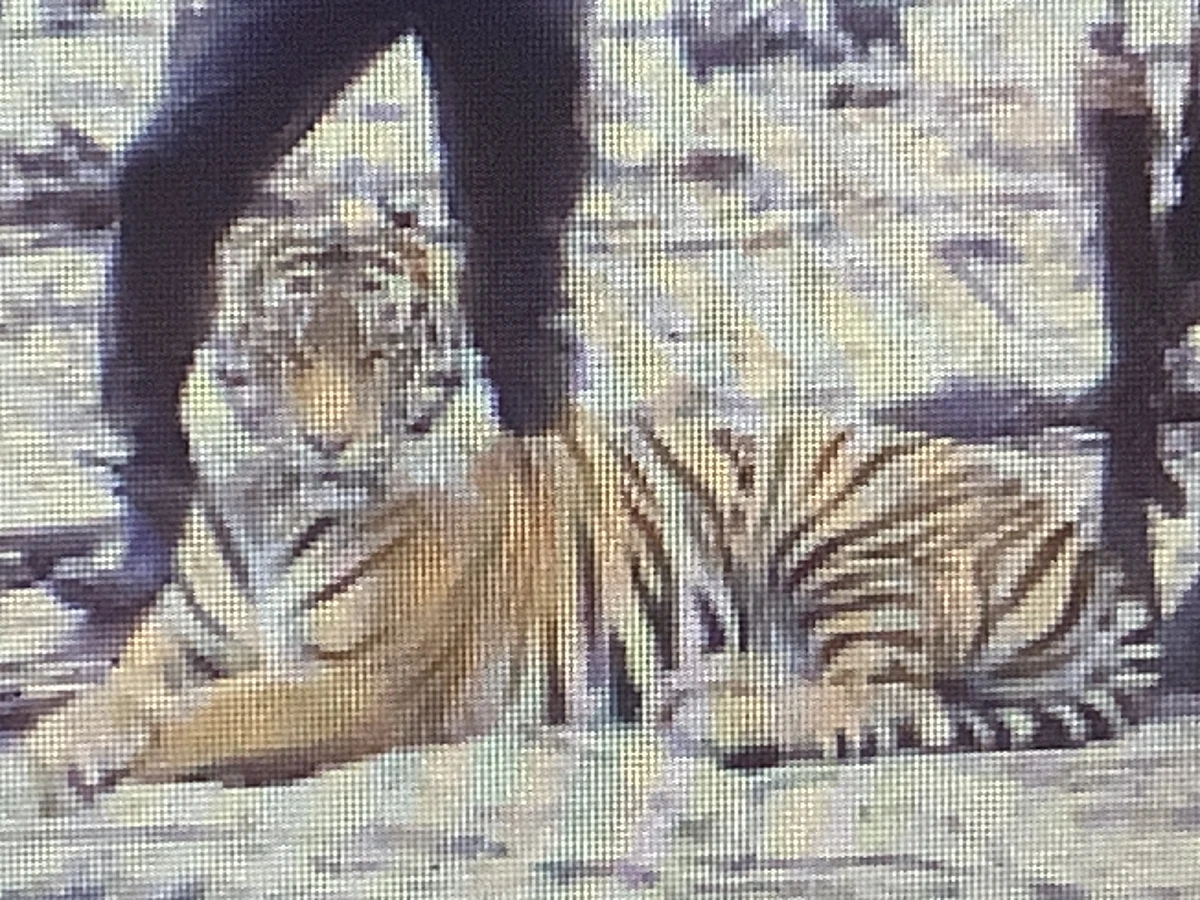 Tiger (Apocalypse Now) | Animal of the world Wiki | Fandom