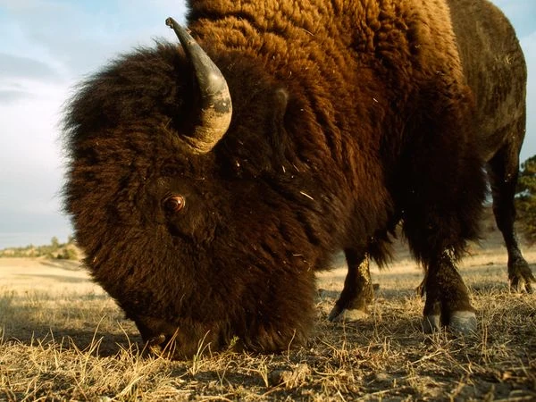 American Bison | Animal of the world Wiki | Fandom