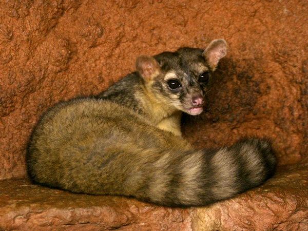 Cacomistle | Animal of the world Wiki | Fandom