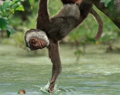 Apidium | Animal of the world Wiki | Fandom