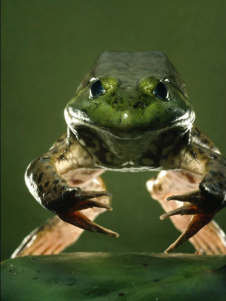 American Bullfrog | Animal of the world Wiki | Fandom