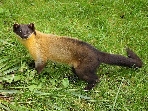 Yellow-Throated Marten | Animal of the world Wiki | Fandom